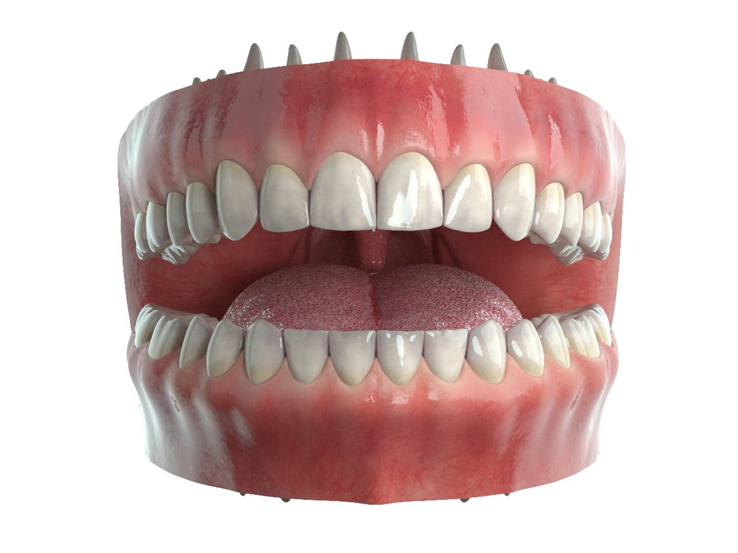 Realistic Mouth 3D Model - TurboSquid 1342408