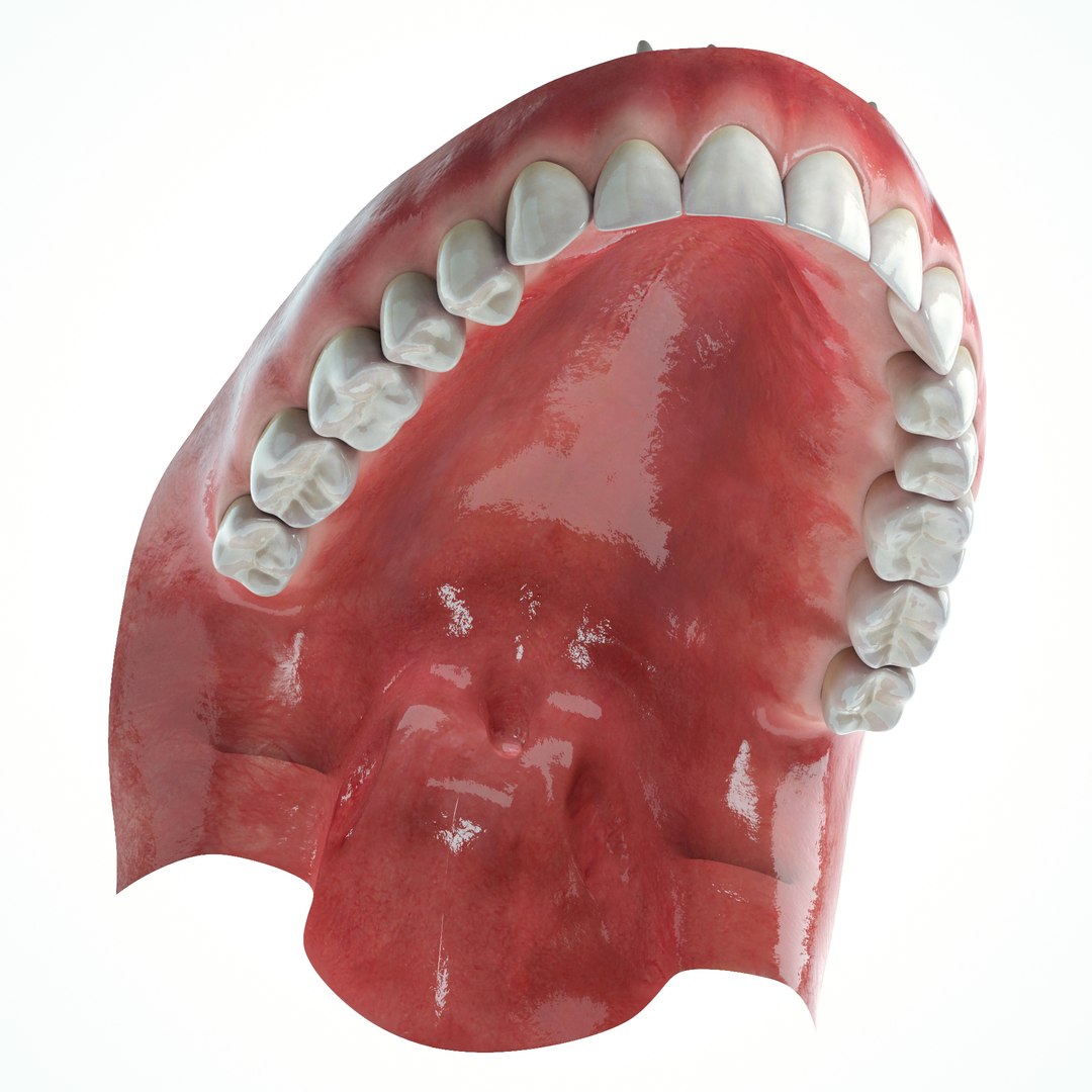 Realistic Mouth 3D Model - TurboSquid 1342408