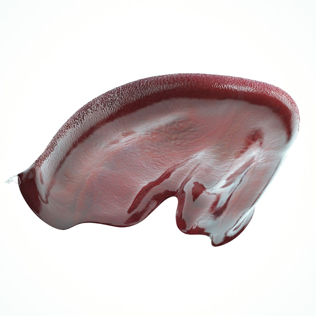 Realistic Mouth 3D Model - TurboSquid 1342408