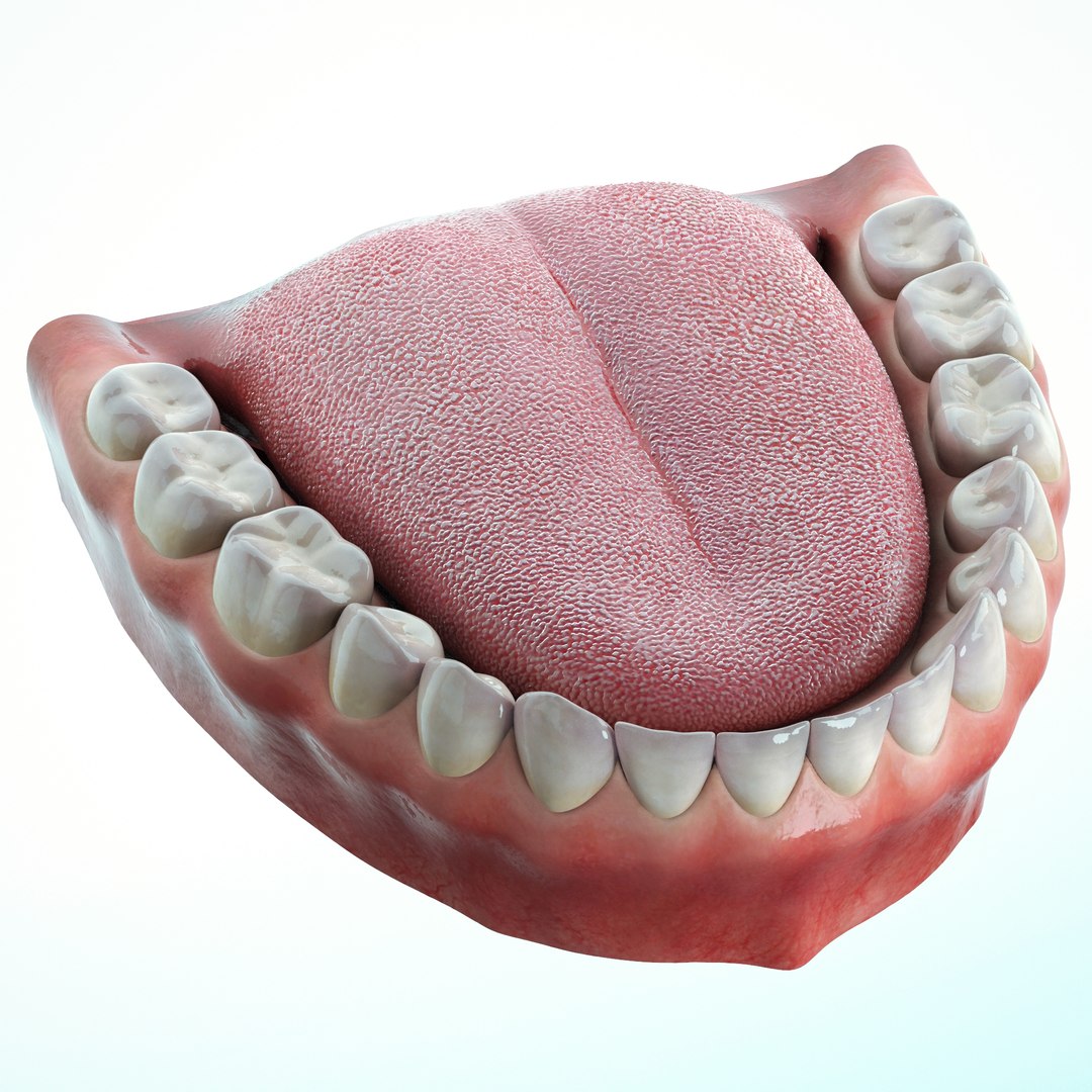 Realistic Mouth 3D Model - TurboSquid 1342408