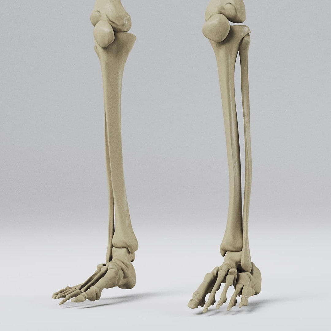 3d Human Skeleton - Skeletal