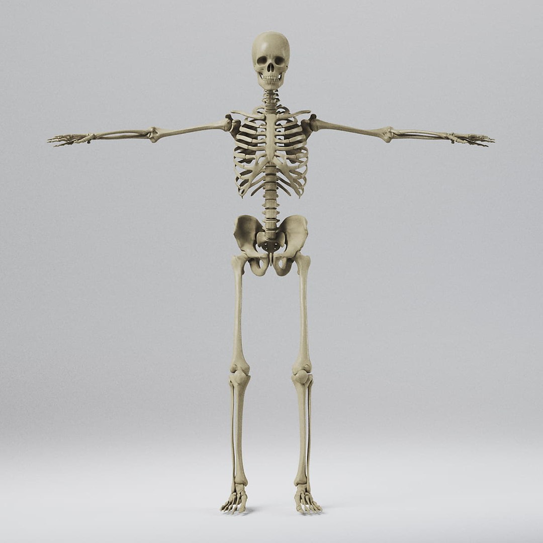 3d Human Skeleton - Skeletal