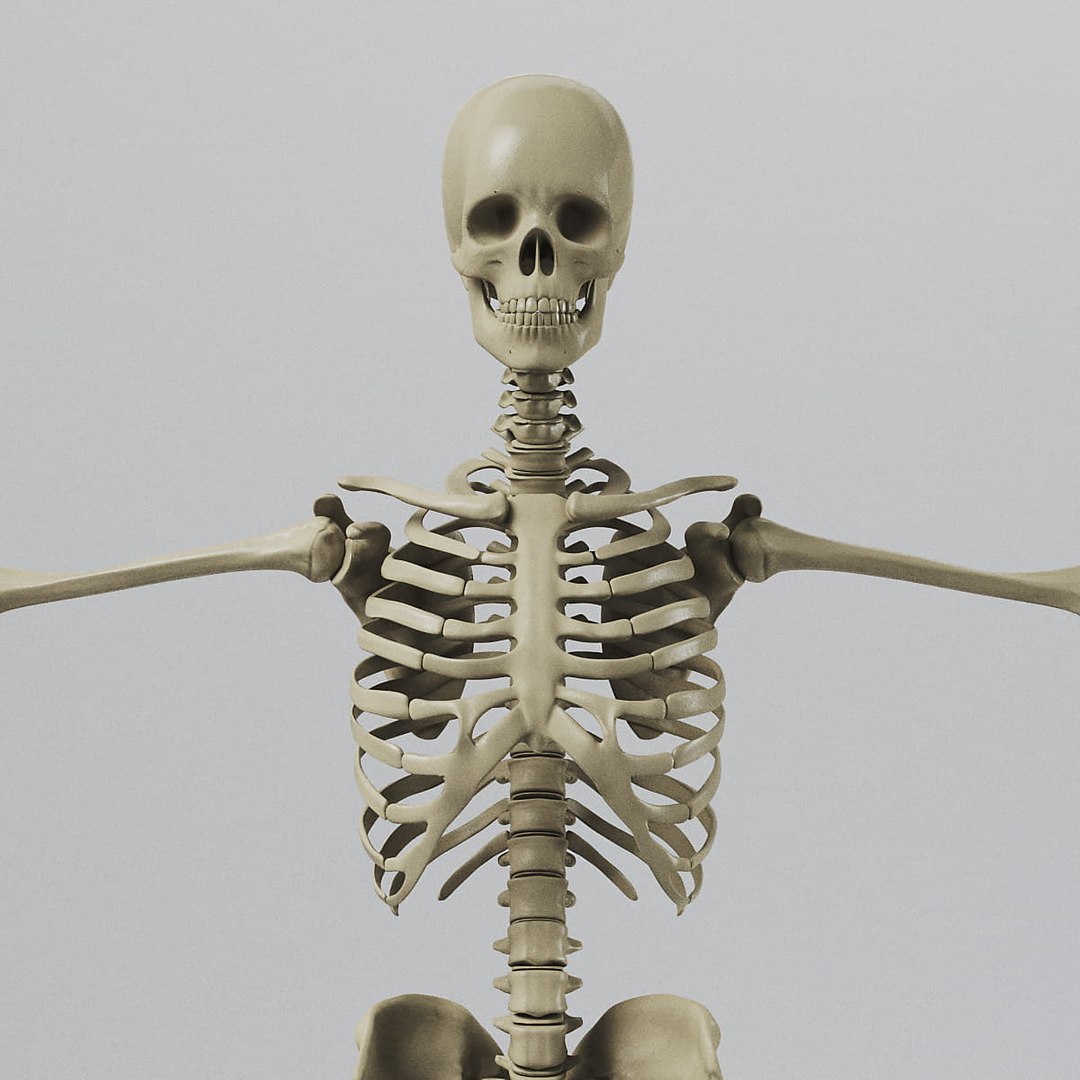 3d Human Skeleton - Skeletal