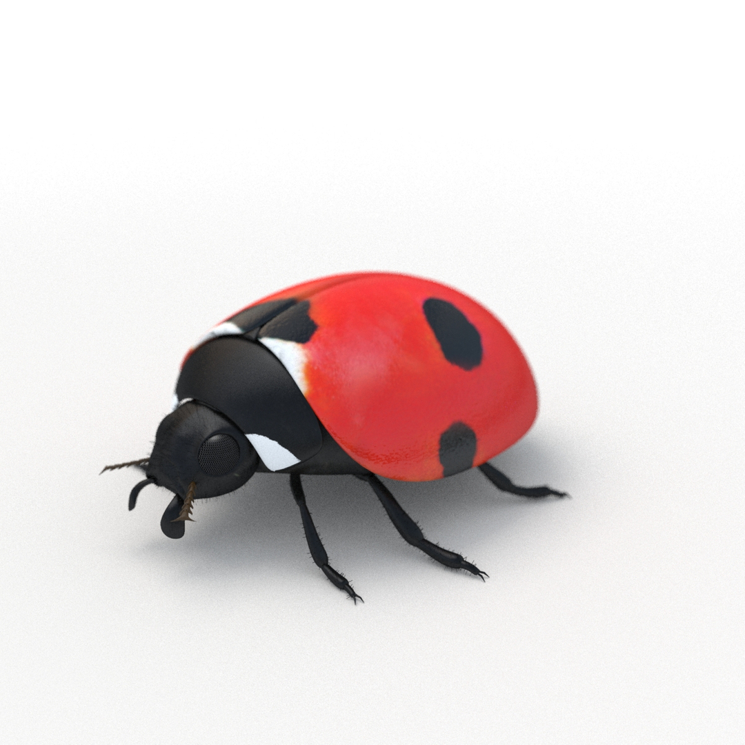 3D Model Ladybug Lady Bug - TurboSquid 1199311