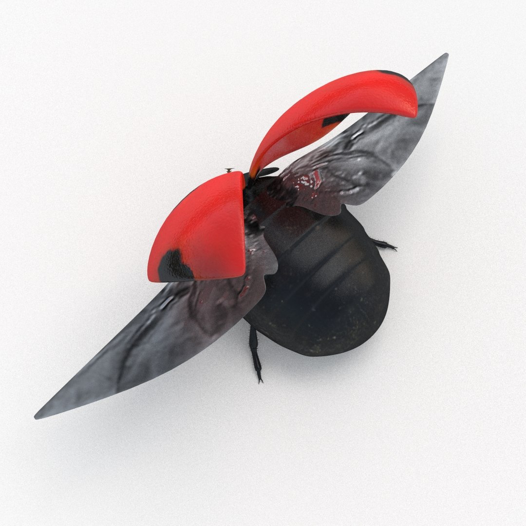 3D Model Ladybug Lady Bug - TurboSquid 1199311