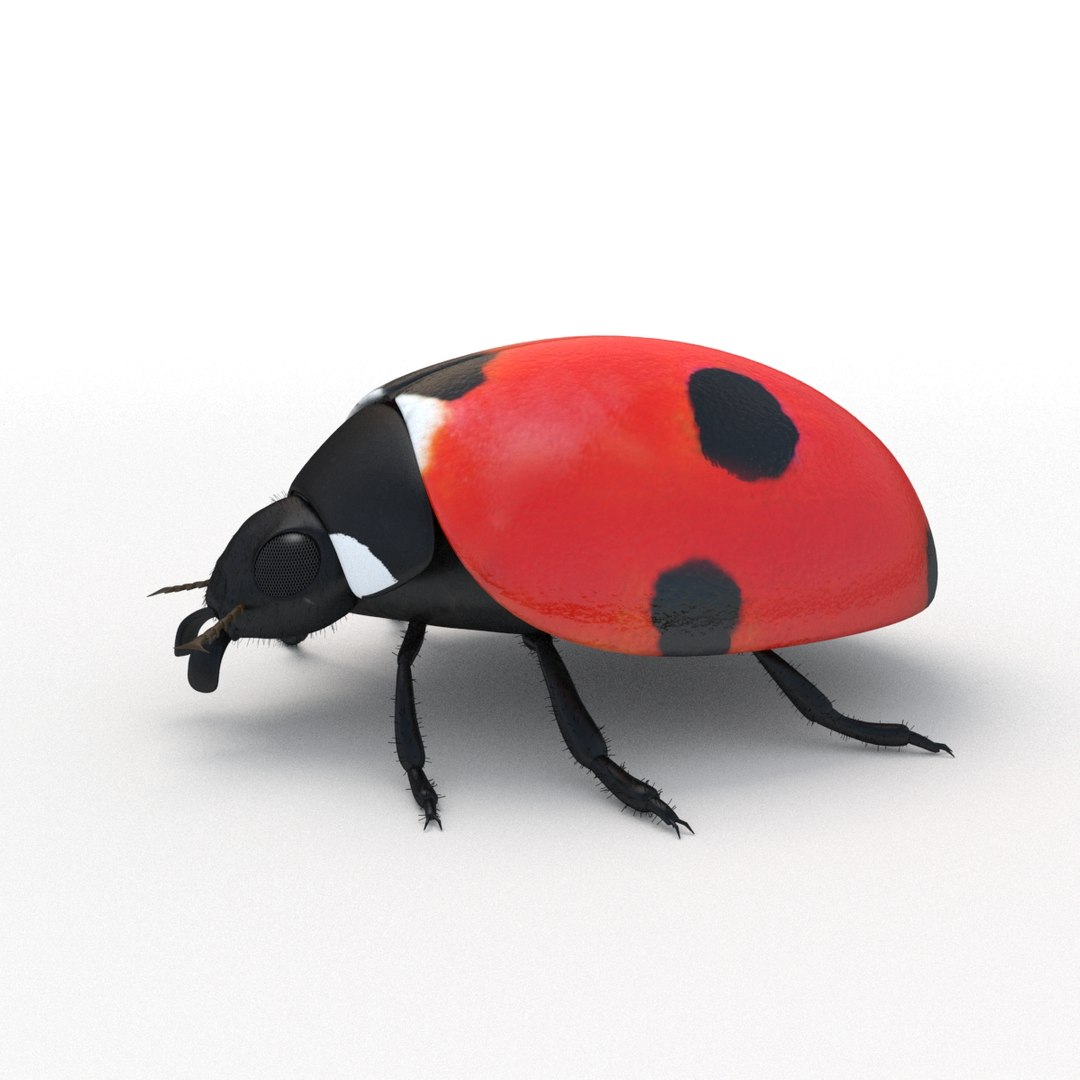 3D Model Ladybug Lady Bug - TurboSquid 1199311