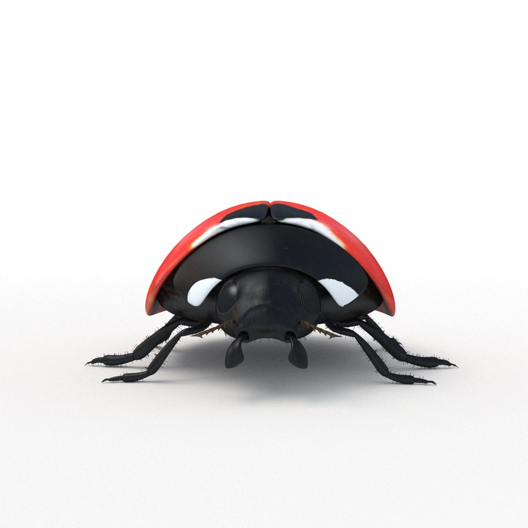 3D Model Ladybug Lady Bug - TurboSquid 1199311