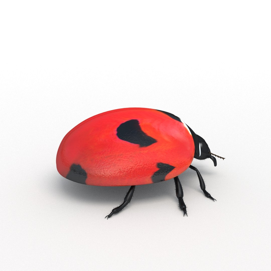 3D Model Ladybug Lady Bug - TurboSquid 1199311