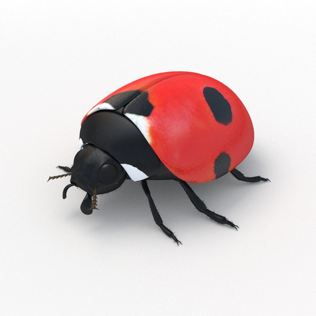 3D Model Ladybug Lady Bug - TurboSquid 1199311