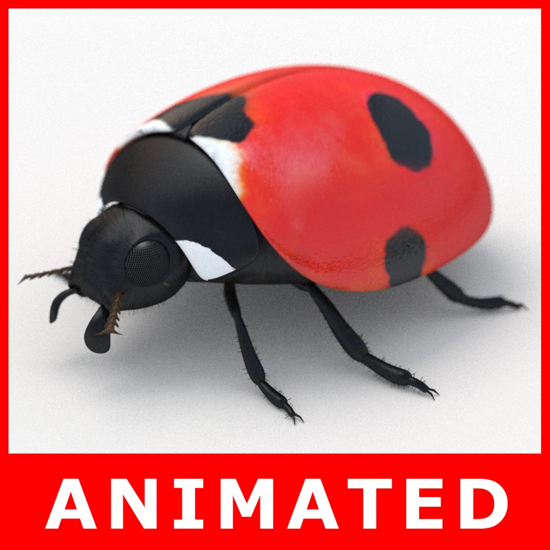 3D Model Ladybug Lady Bug - TurboSquid 1199311