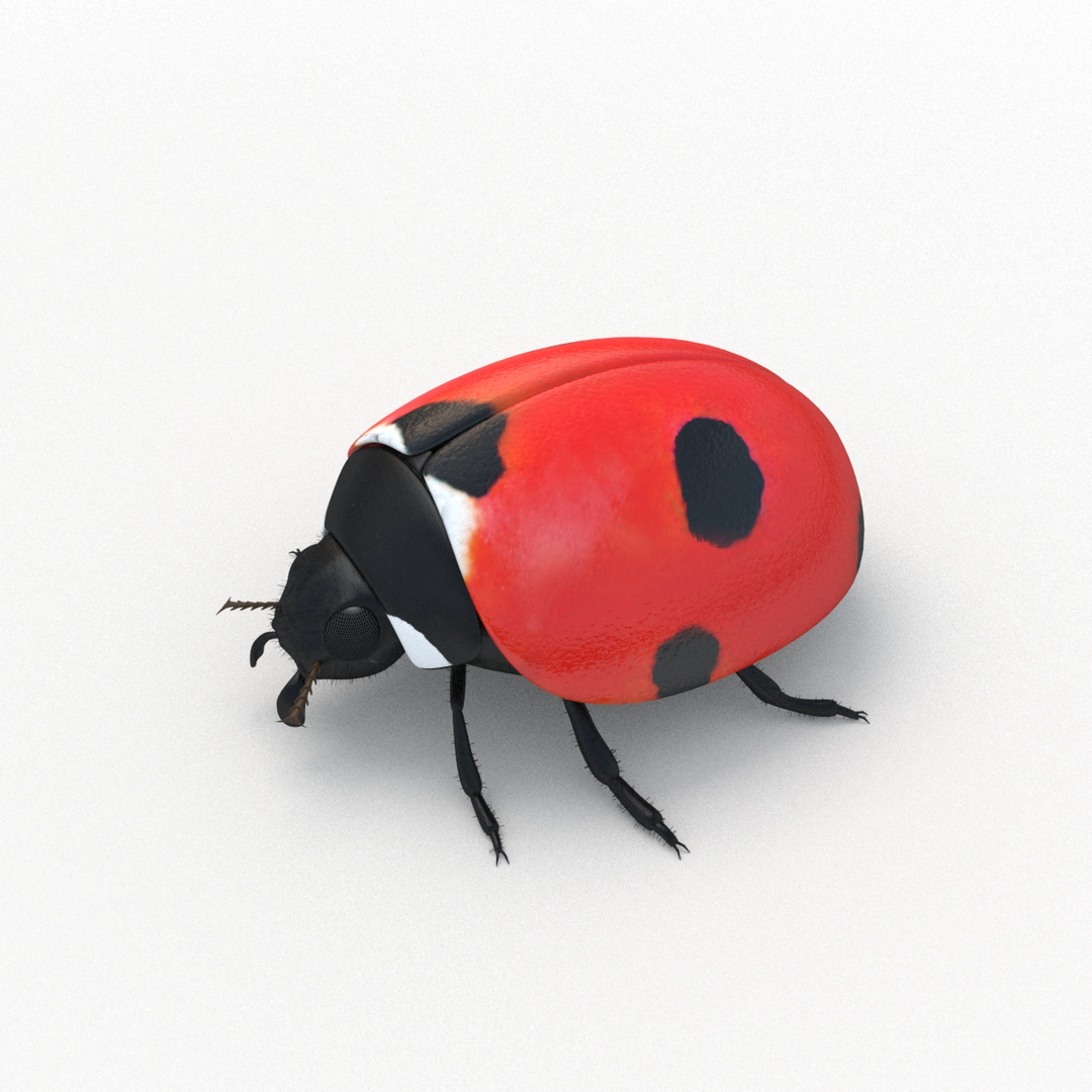 3D Model Ladybug Lady Bug - TurboSquid 1199311