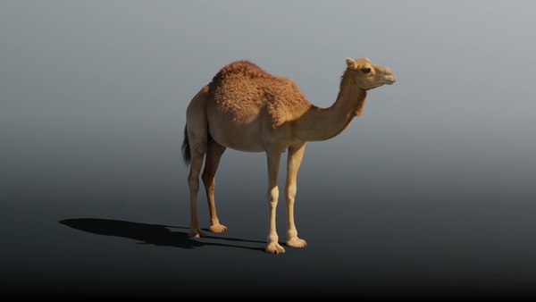 3D camel animations - TurboSquid 1599198