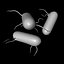 Salmonella Bacteria 3ds