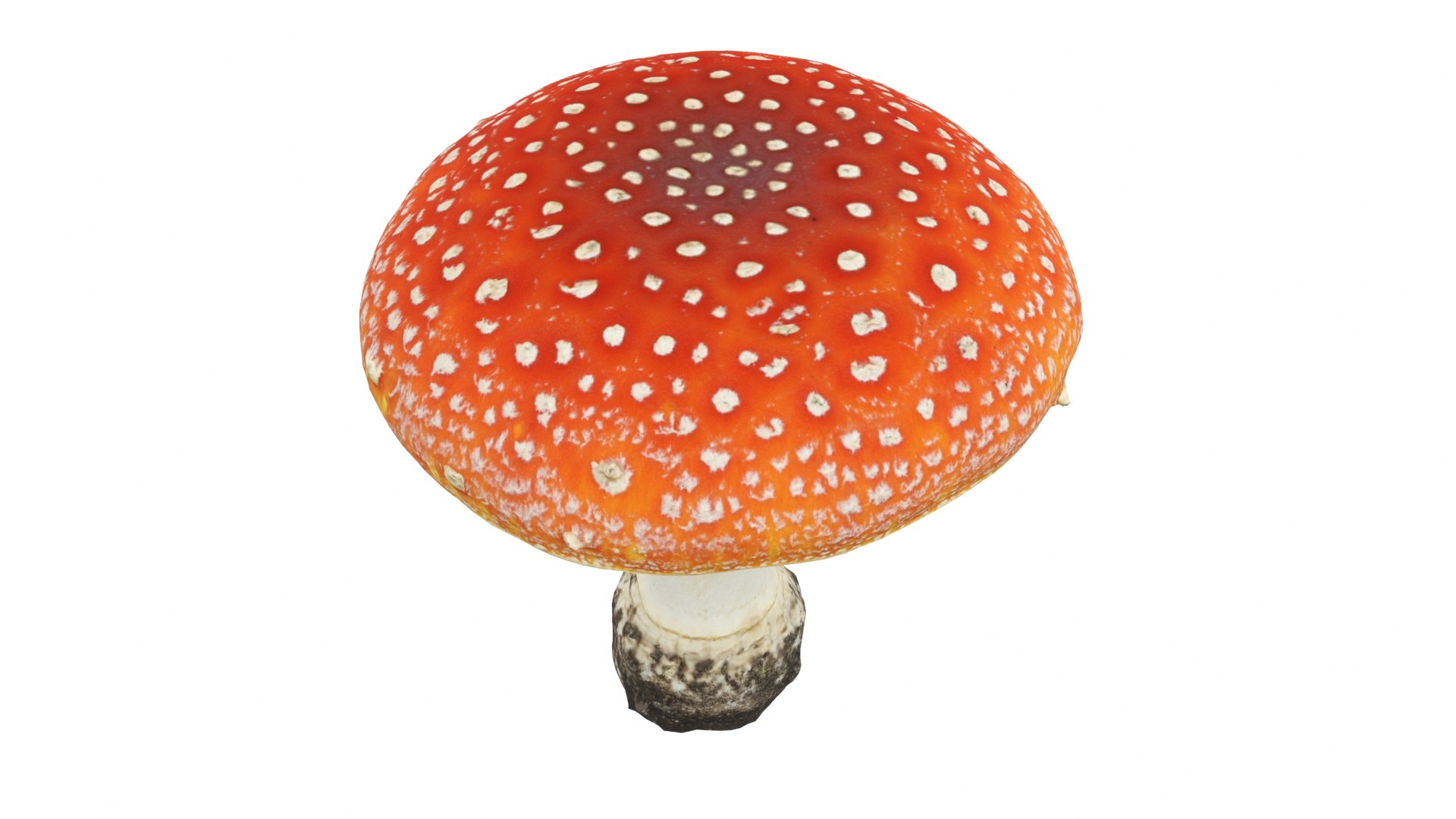 3D Model Toadstool 3 - TurboSquid 2266135