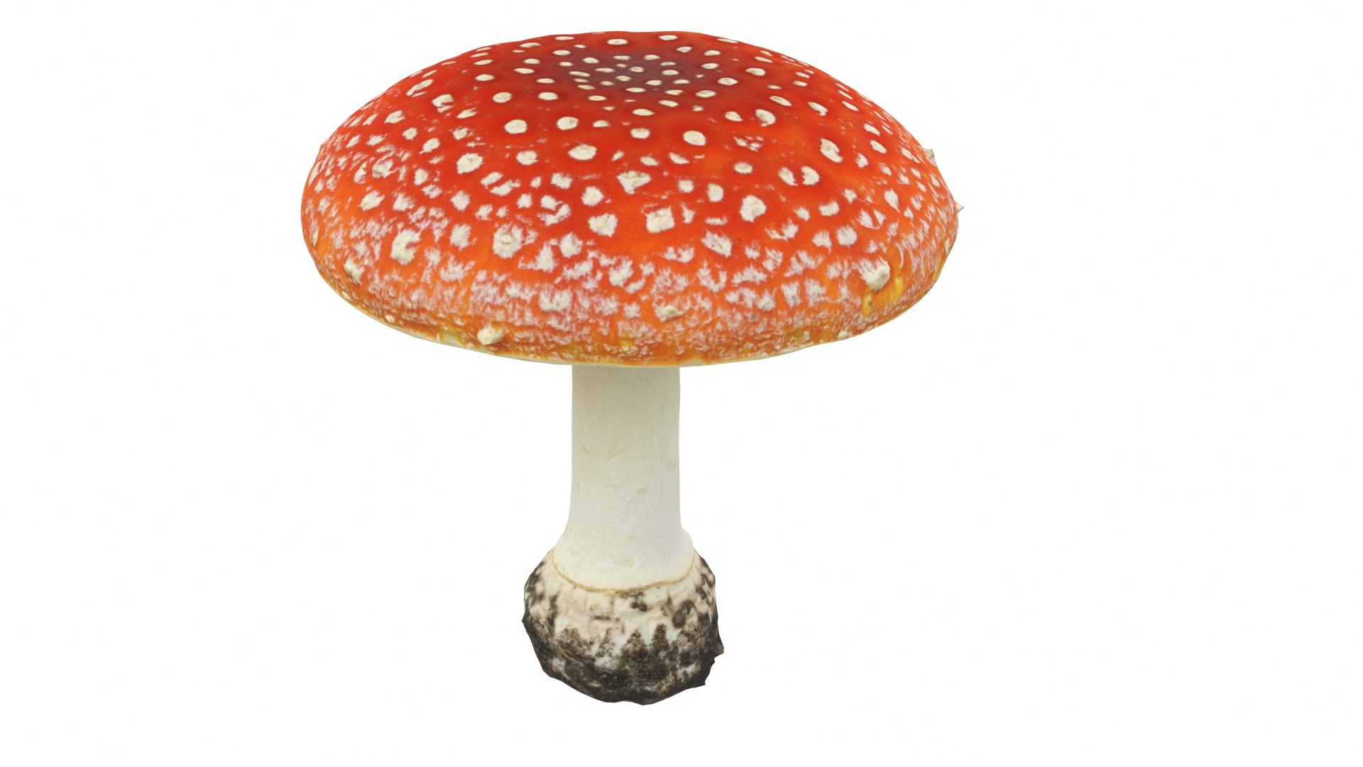 3D Model Toadstool 3 - TurboSquid 2266135