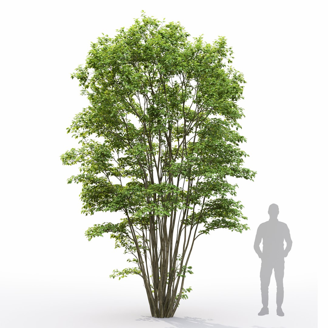 3D Amelanchier 05 Model - TurboSquid 1948025