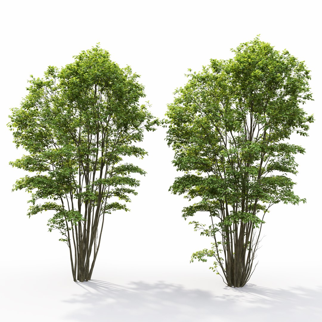 3D Amelanchier 05 Model - TurboSquid 1948025