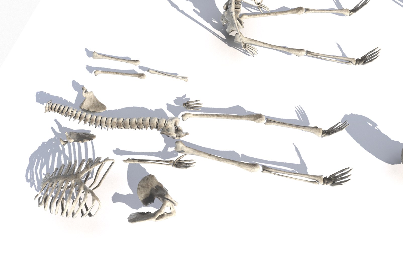 Pack Bones Skeletons Pbr 3D Model - TurboSquid 1420201