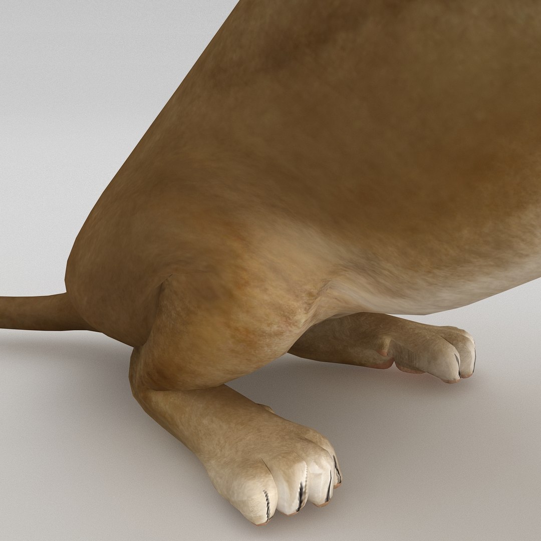 3d Lioness Pose 4 Model