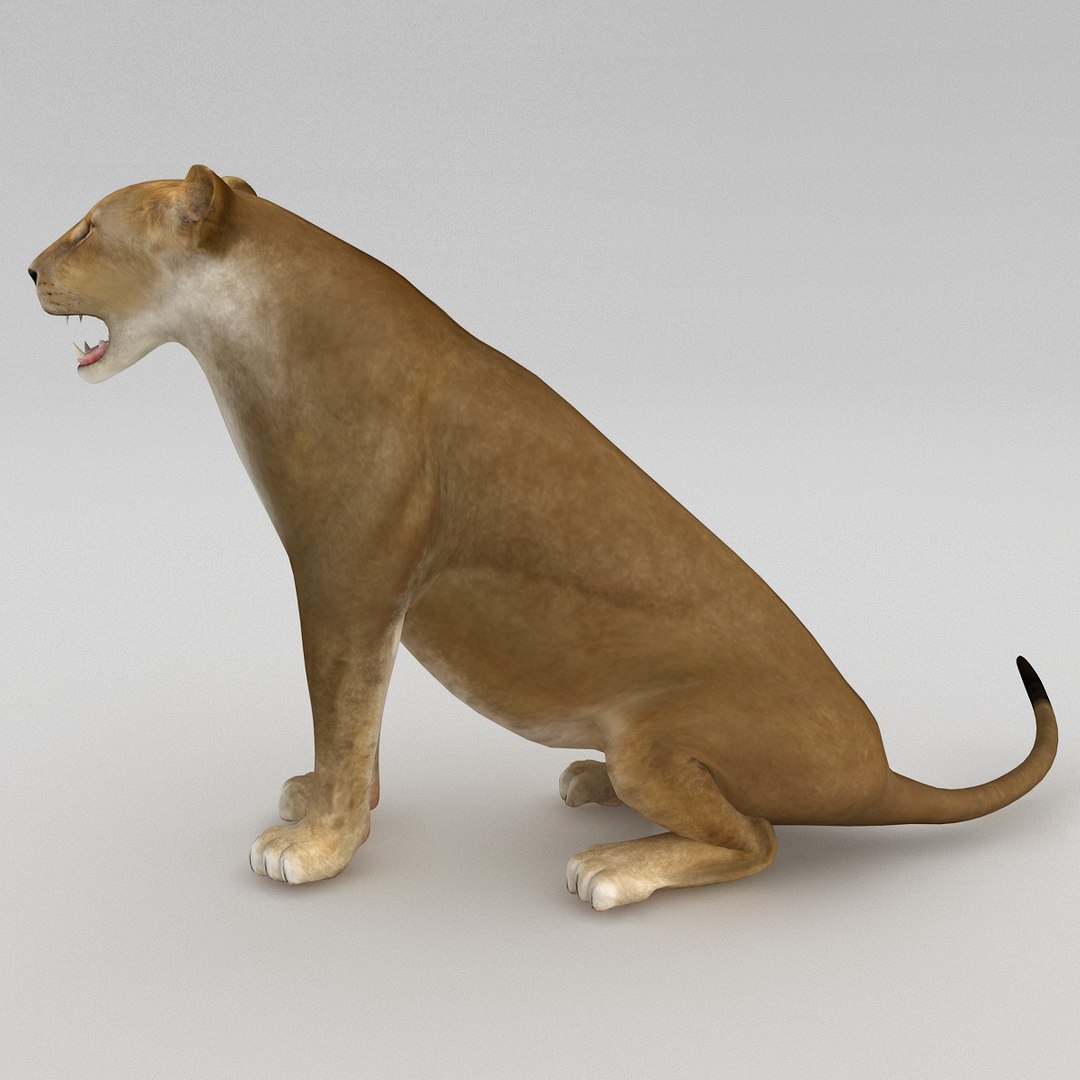 3d Lioness Pose 4 Model