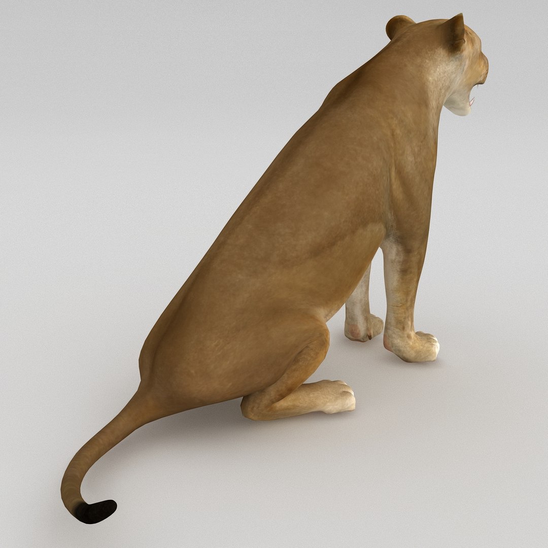 3d Lioness Pose 4 Model