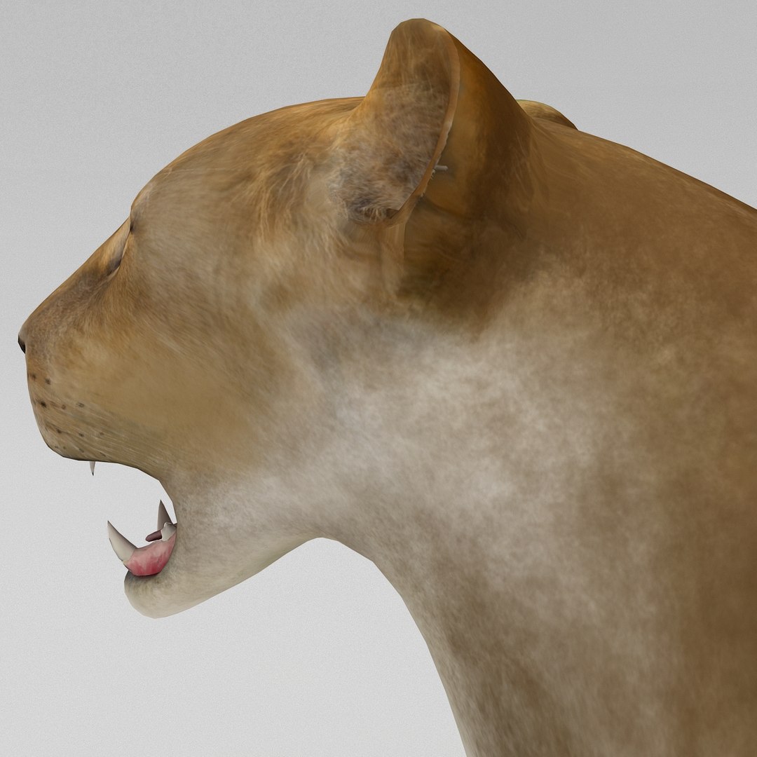 3d Lioness Pose 4 Model