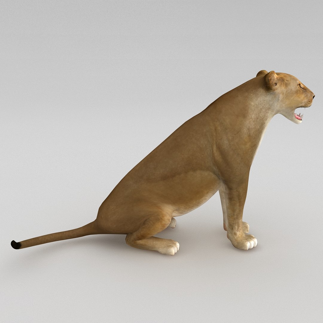 3d Lioness Pose 4 Model