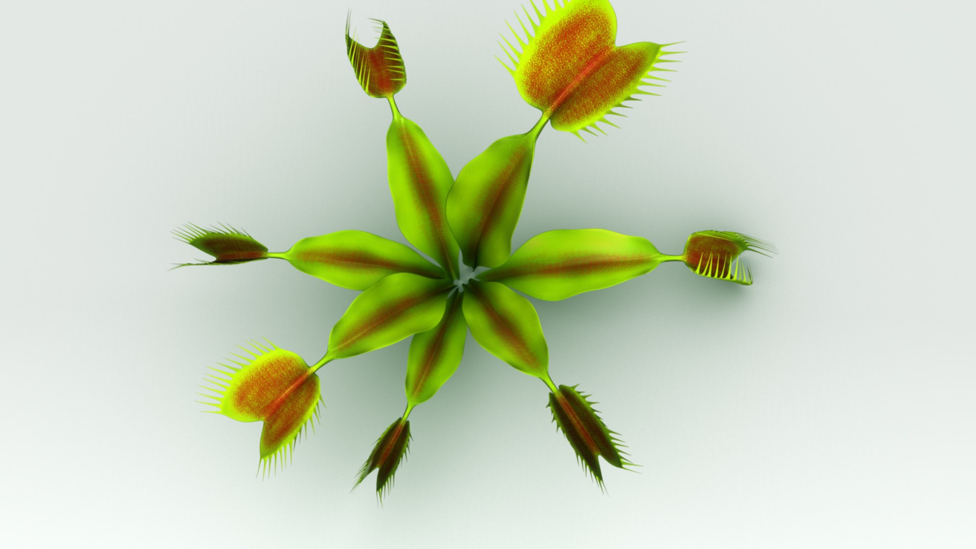 Venus Fly Trap 3d Model
