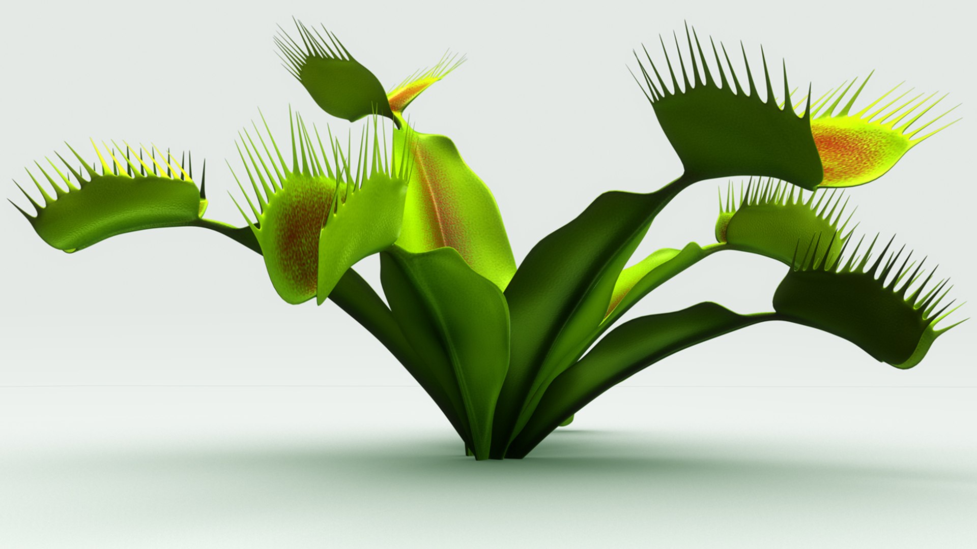 Venus Fly Trap 3d Model