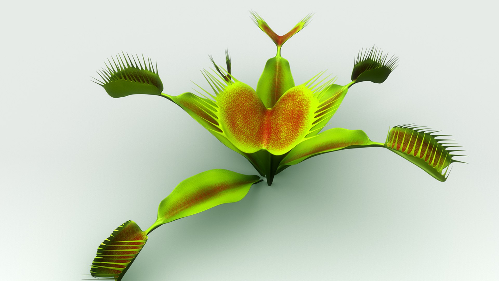 Venus Fly Trap 3d Model