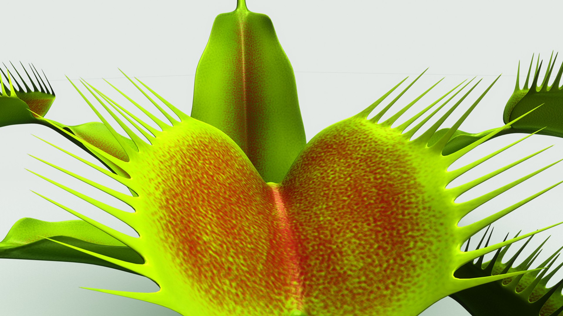 Venus Fly Trap 3d Model