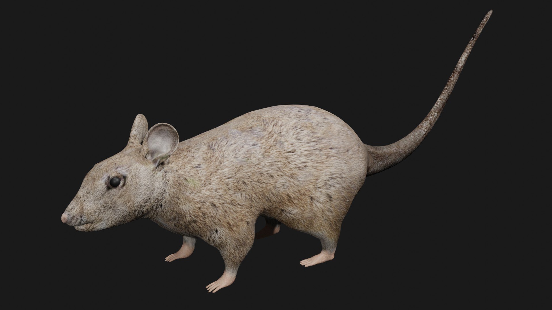 3D Mouse Rigged - TurboSquid 1659779