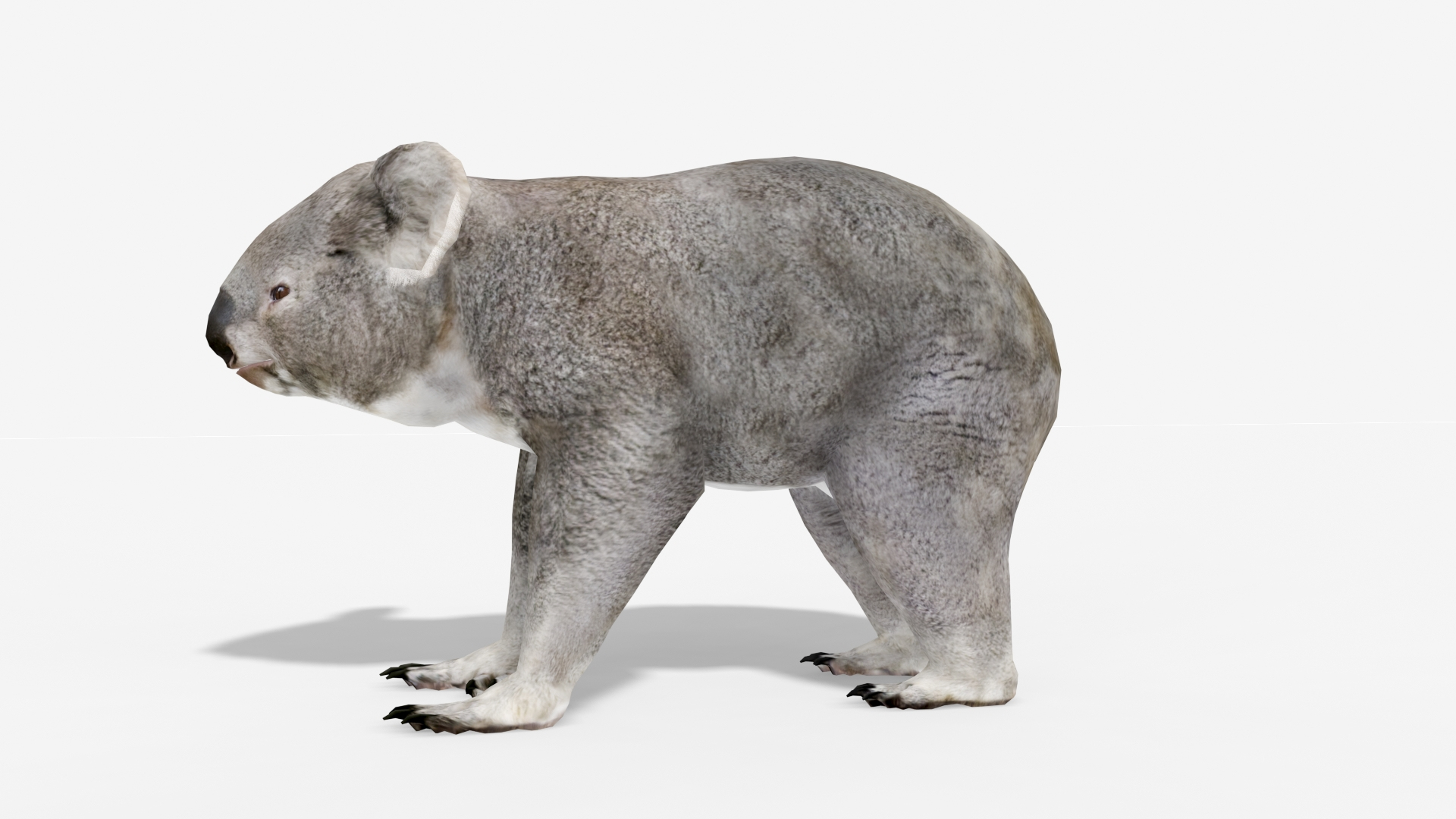 3D Koala - TurboSquid 1746984