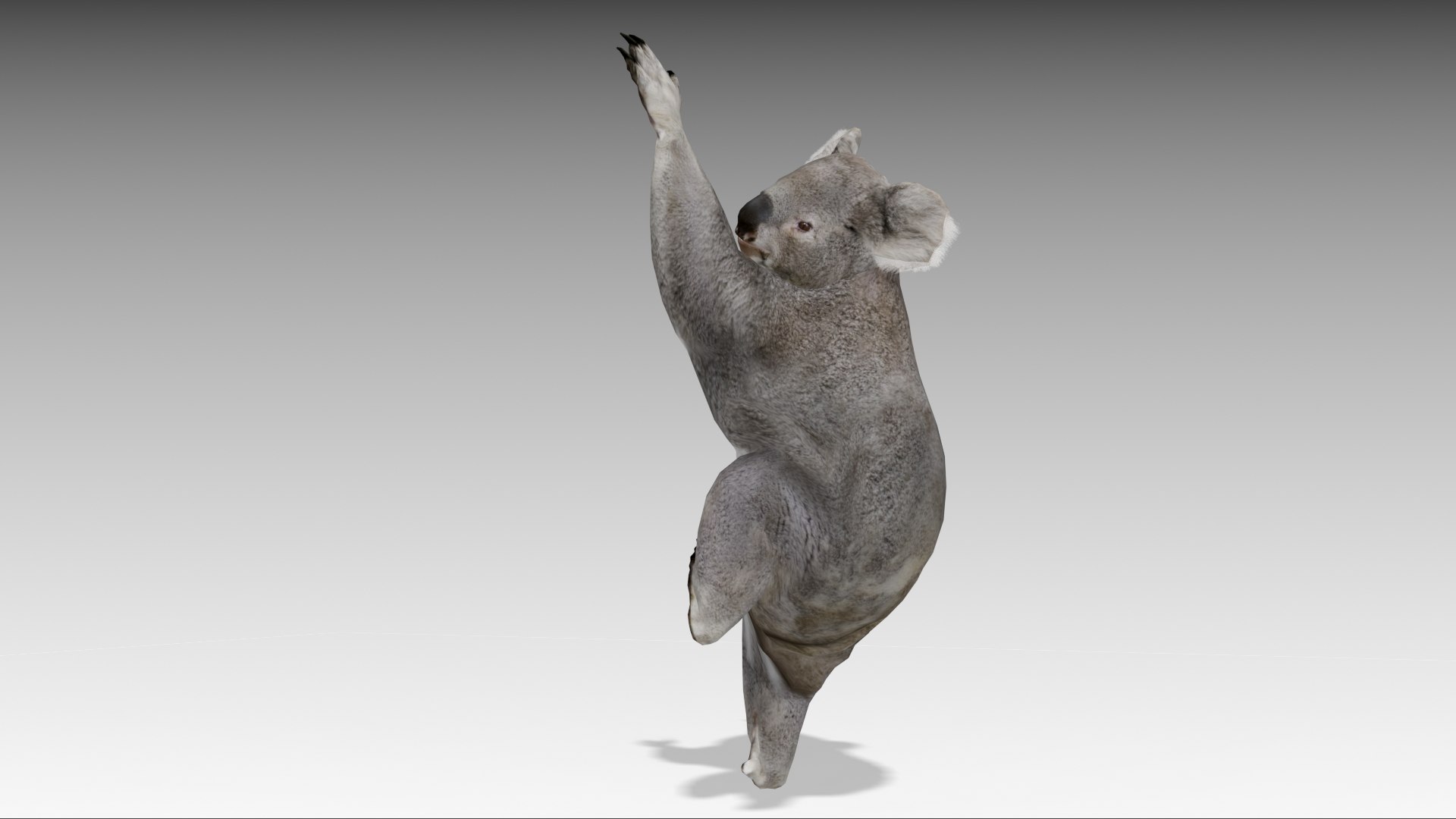 3D Koala - TurboSquid 1746984