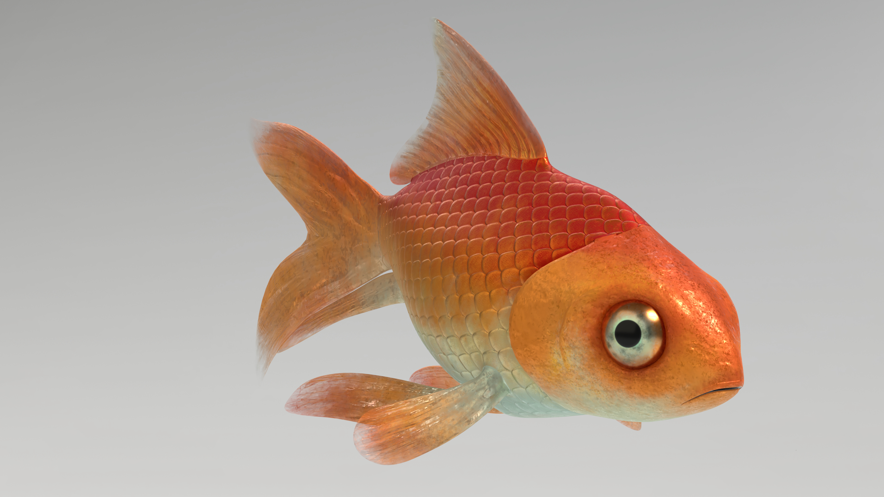 Snail goldfish fish model - TurboSquid 1679619
