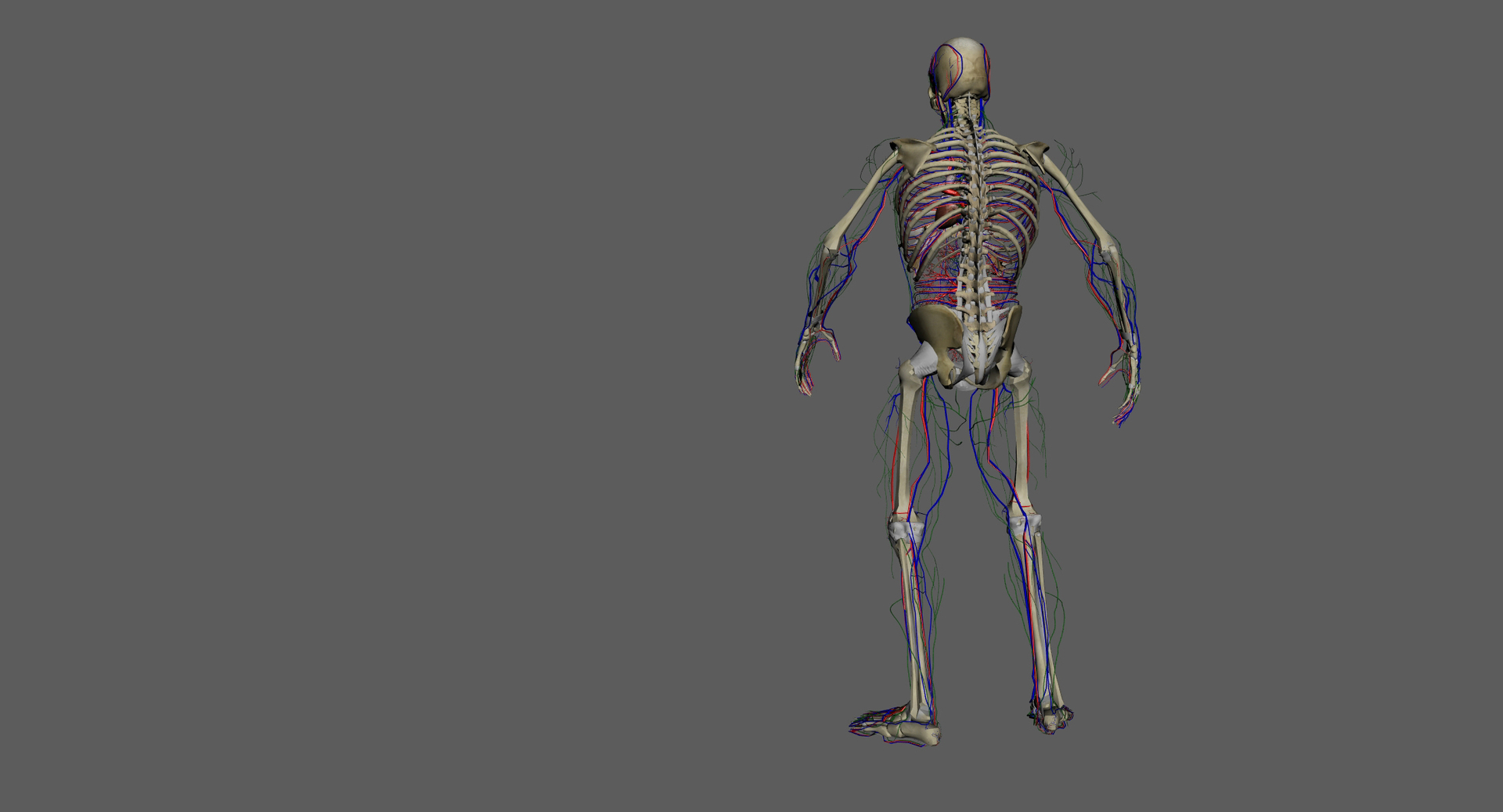 Motion capture anatomy combo 3D model - TurboSquid 1452707