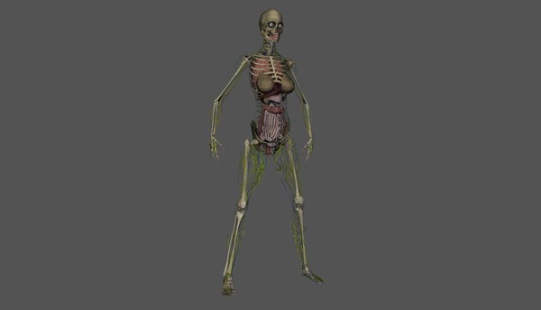 Motion capture anatomy combo 3D model - TurboSquid 1452707