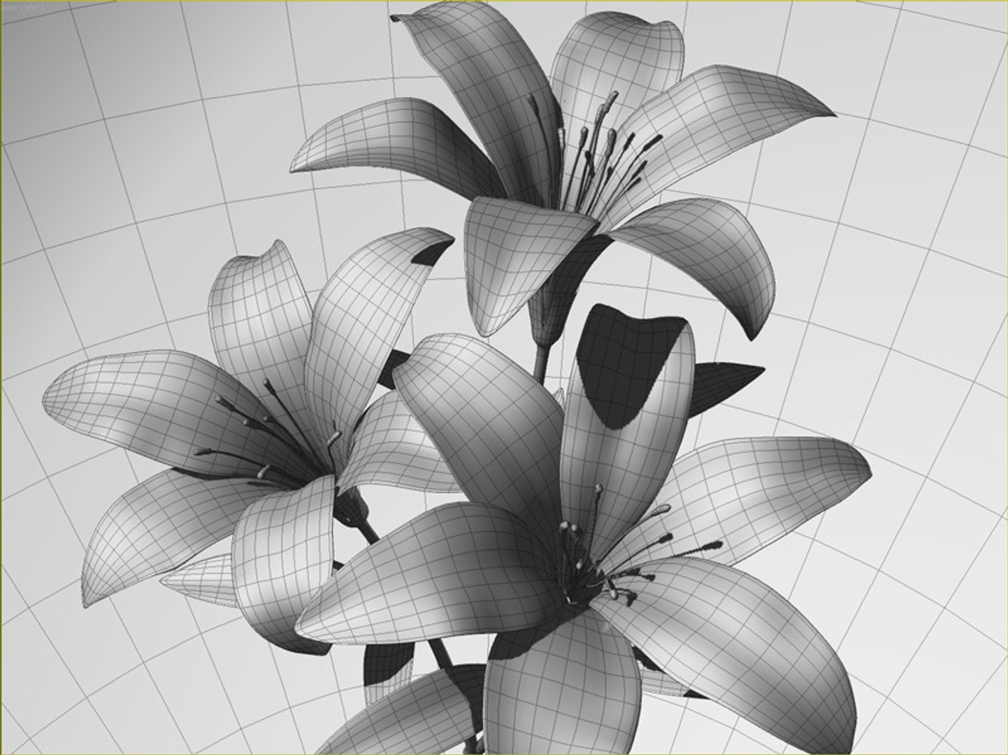3d Tiger Lily