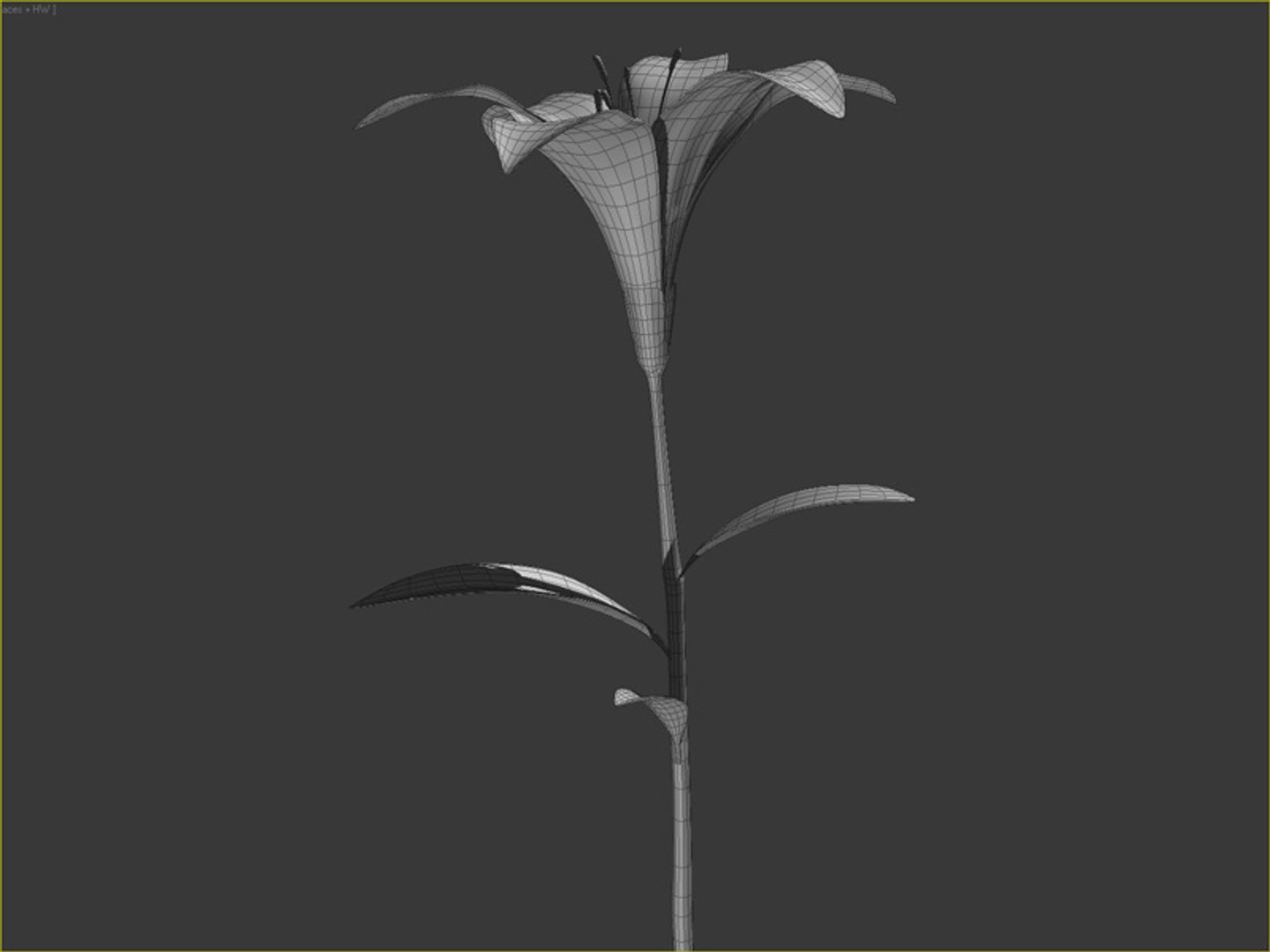 3d Tiger Lily