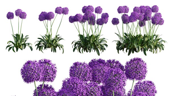 3D Allium - TurboSquid 1795815