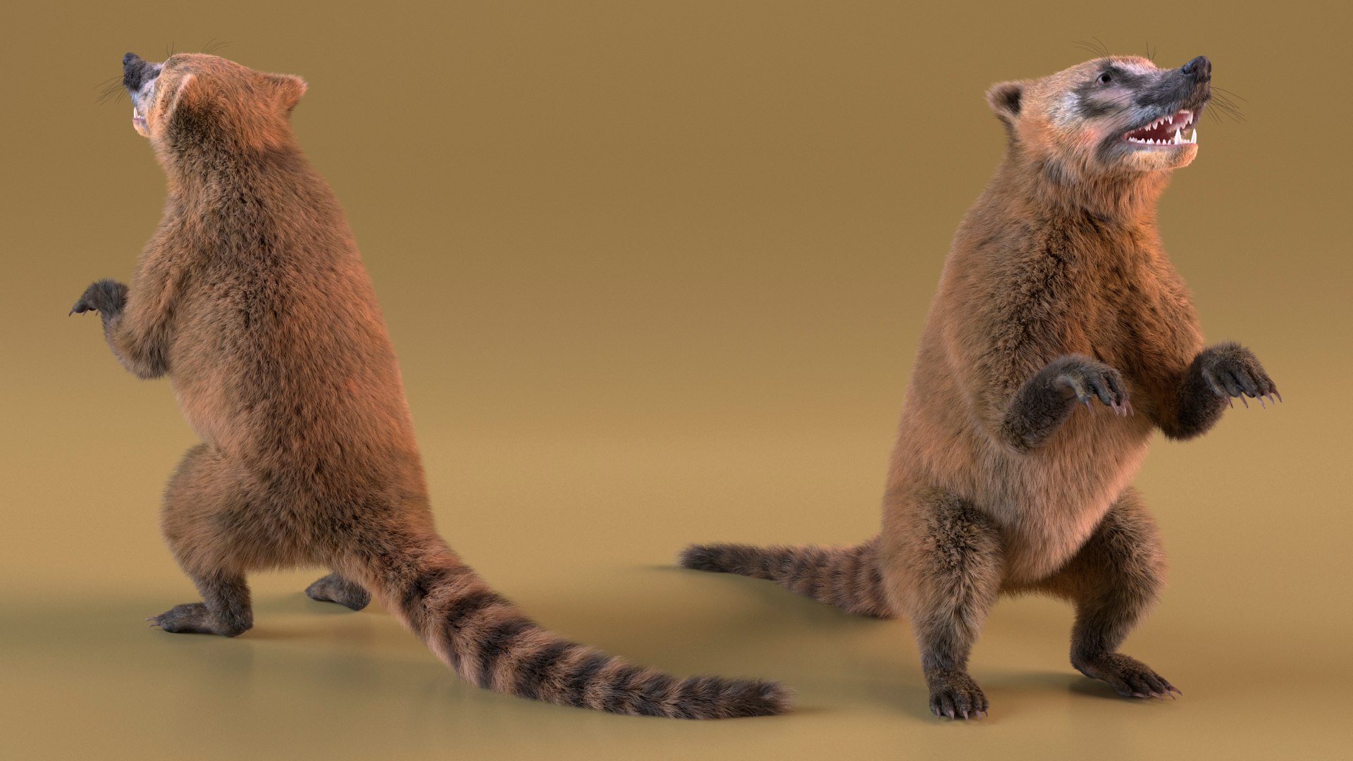 3D Coati Standing Pose Fur - TurboSquid 2193842
