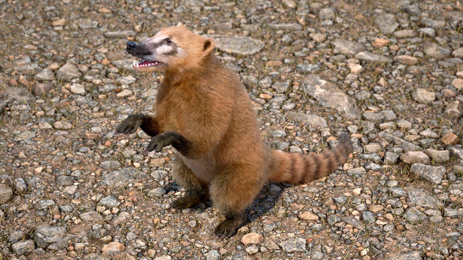 3D Coati Standing Pose Fur - TurboSquid 2193842