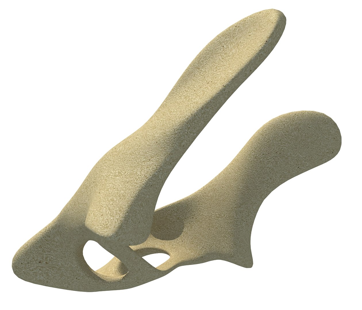 Animal Pelvis Model - TurboSquid 1177716