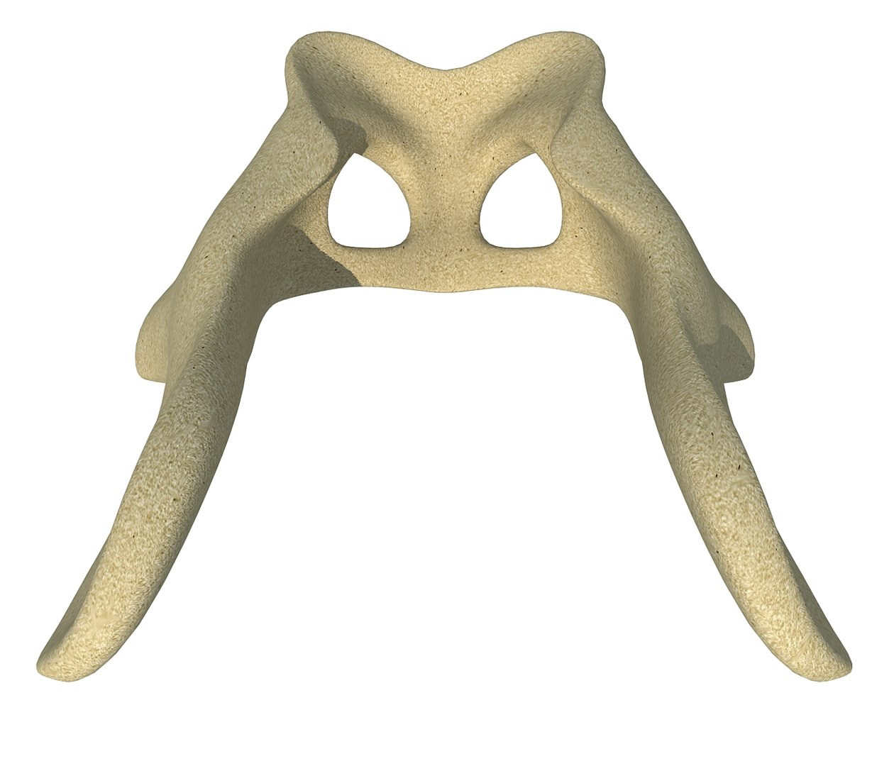 Animal Pelvis Model - TurboSquid 1177716