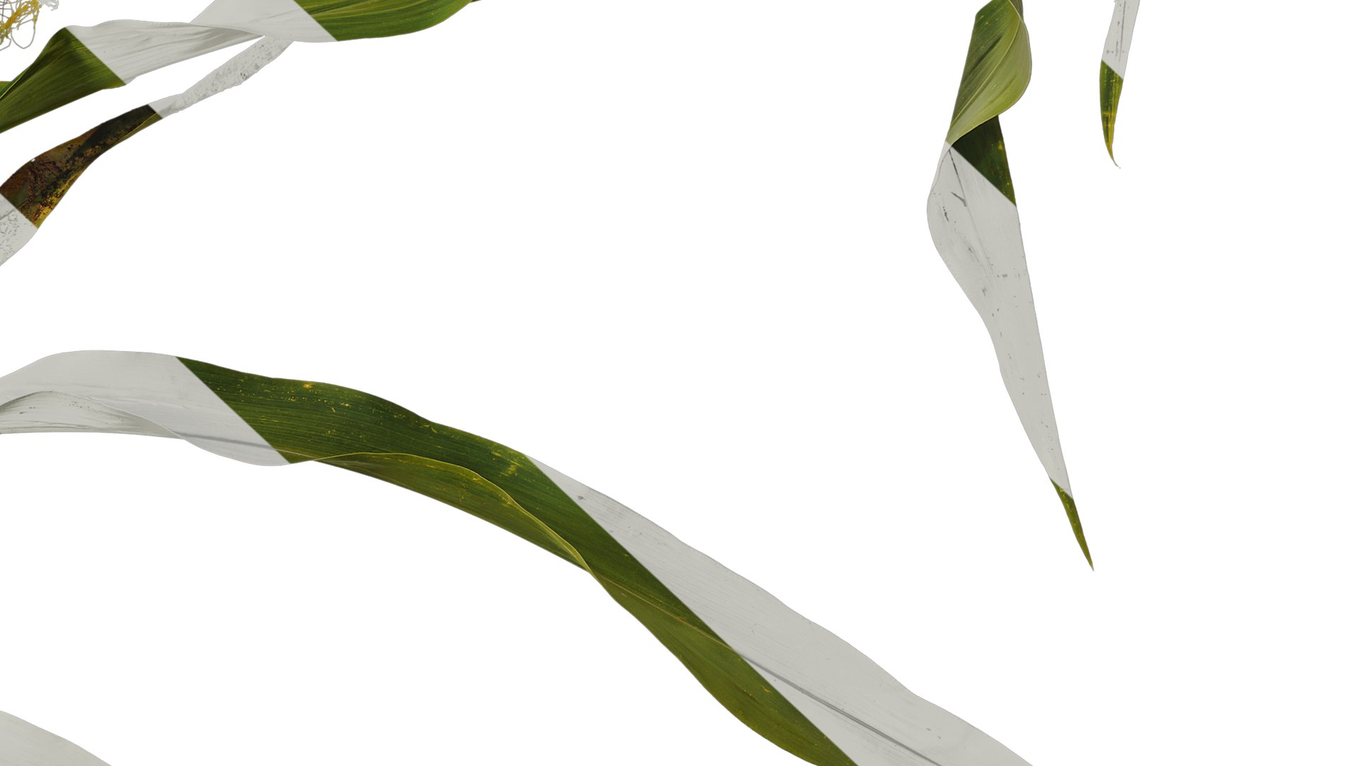 3D Anydrafts Zea Mays Atlas 03 Textures - TurboSquid 2350454