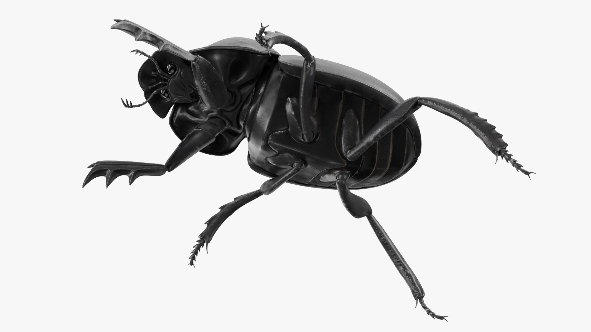 Roller Beetle Rigged For Maya 3D - TurboSquid 2352701