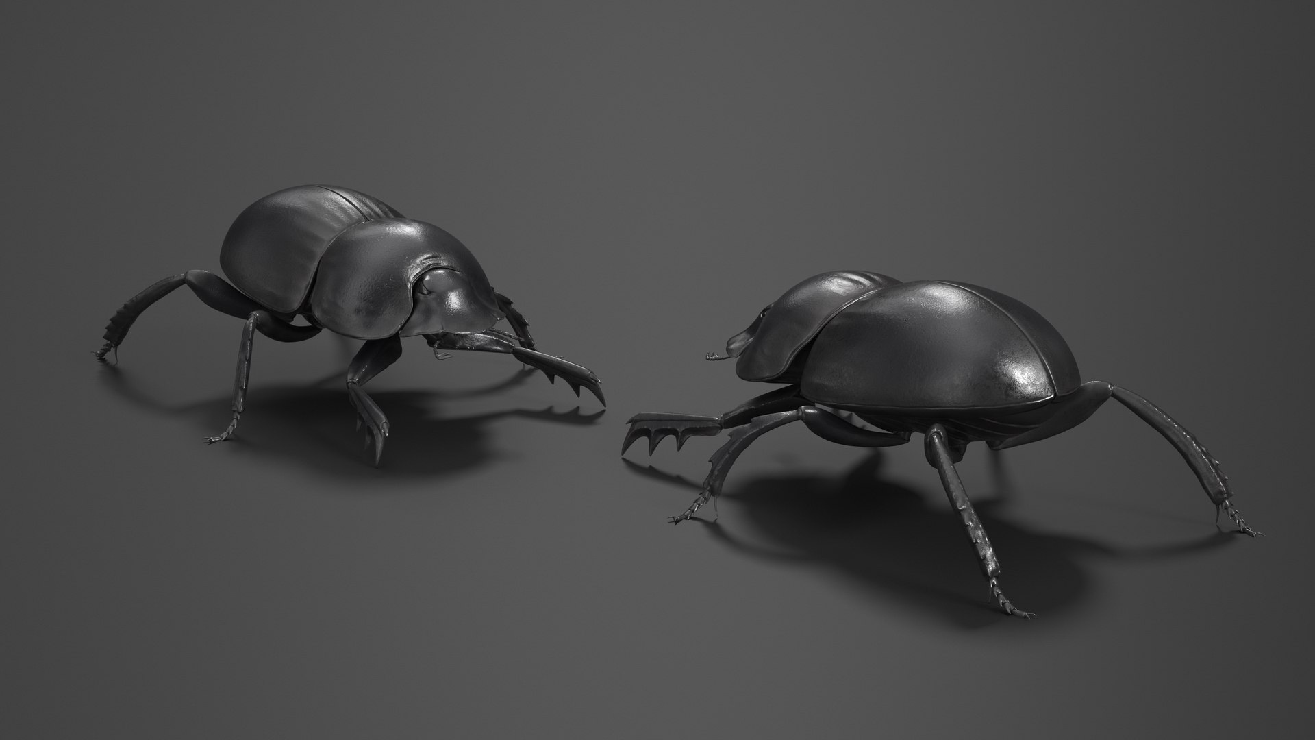 Roller Beetle Rigged For Maya 3D - TurboSquid 2352701