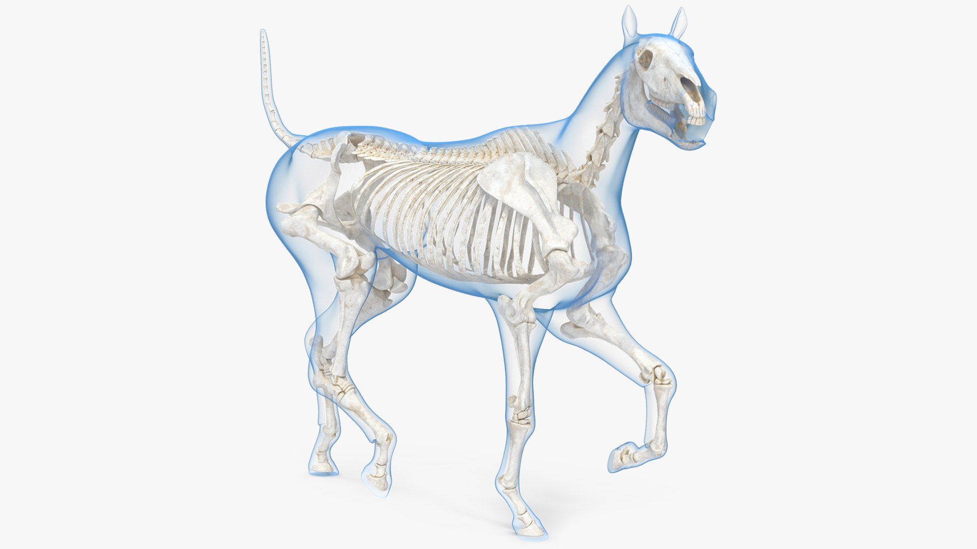 Horse Skeleton Anatomy Rigged Model - TurboSquid 2396466