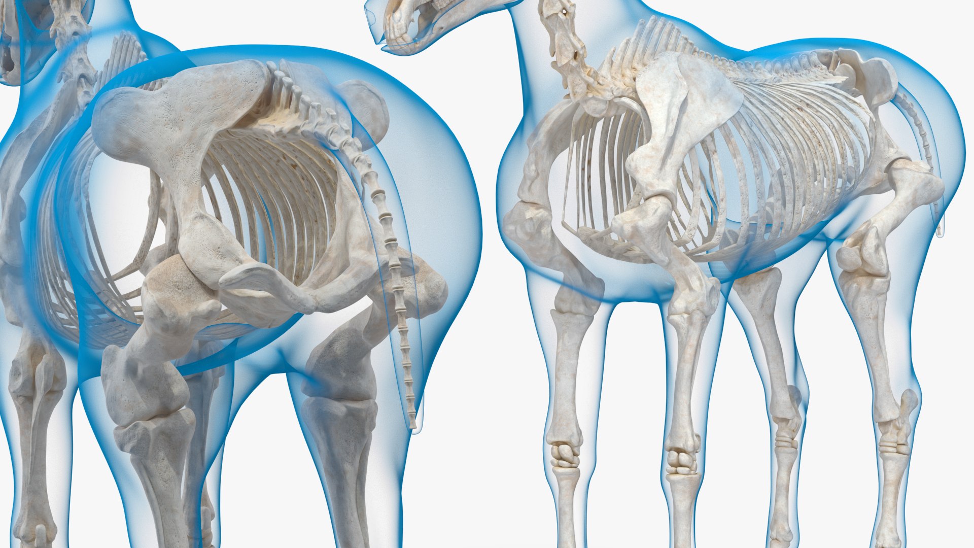Horse Skeleton Anatomy Rigged Model - TurboSquid 2396466