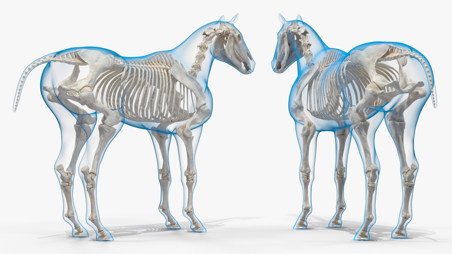 Horse Skeleton Anatomy Rigged Model - TurboSquid 2396466